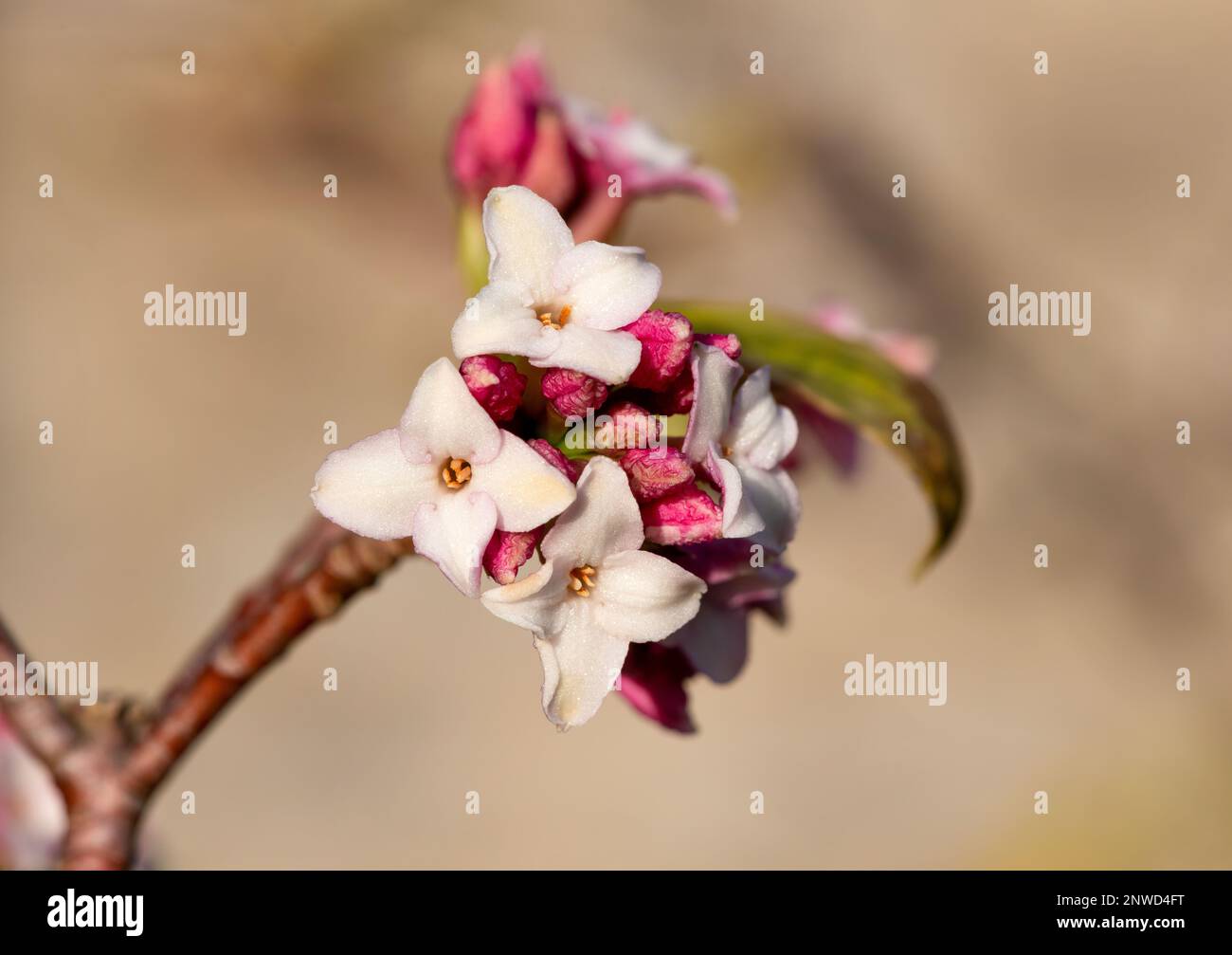 Macro shot of perfume princess Daphne flowers in bloom Stock Photo - Alamy