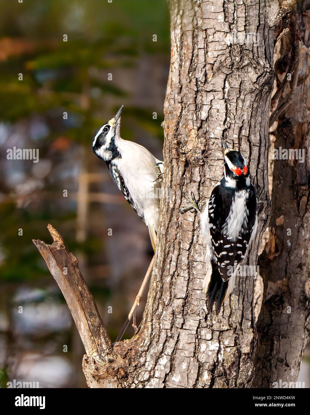 Woodpecker couple close-up profile view clinging to a tree trunk with a ...
