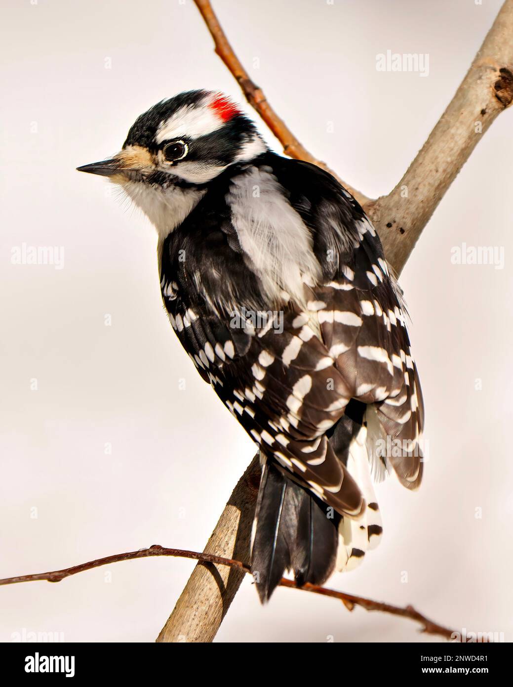 Woodpecker male rear view climbing a tree branch with a white ...