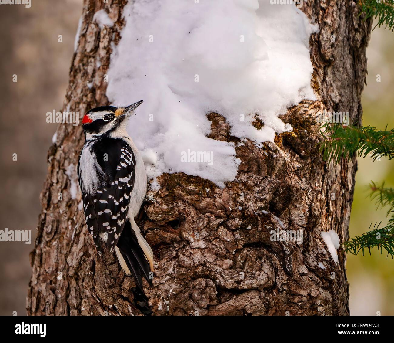 Woodpecker close-up profile rear view male clinging to a tree trunk ...