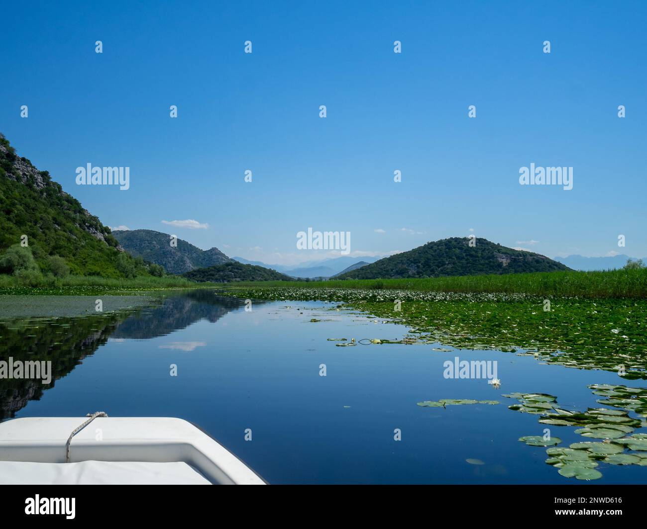 Boating in Lake Skadar between water lilies and reeds, Montenegro Stock ...