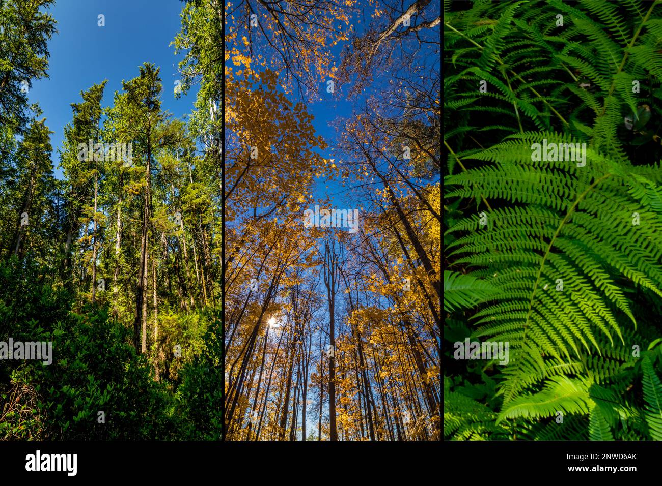Vegetation from the various seasons in Canada - West, Central and East ...