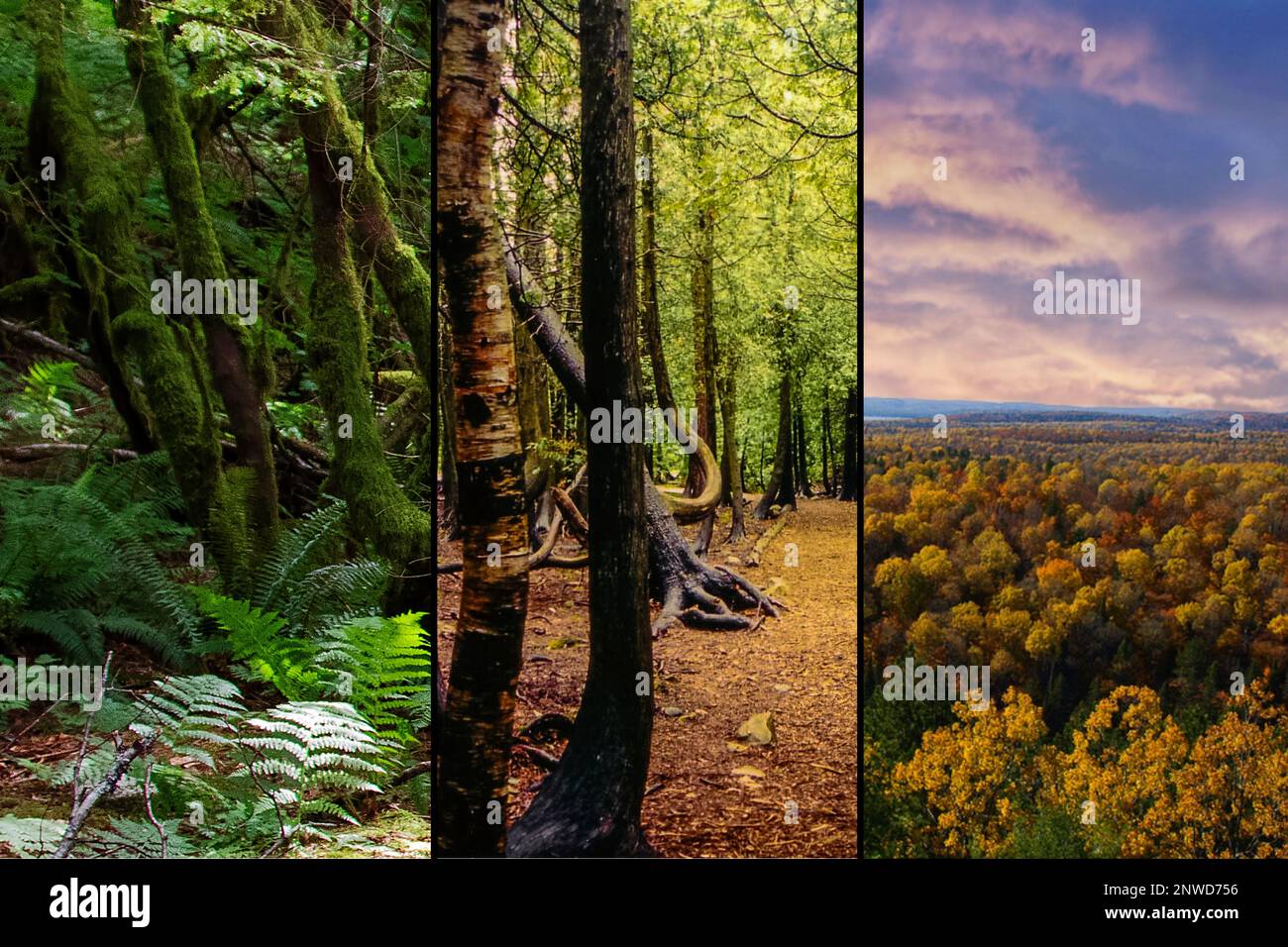 Forests from various parts of Canada - West, Central and East Stock ...