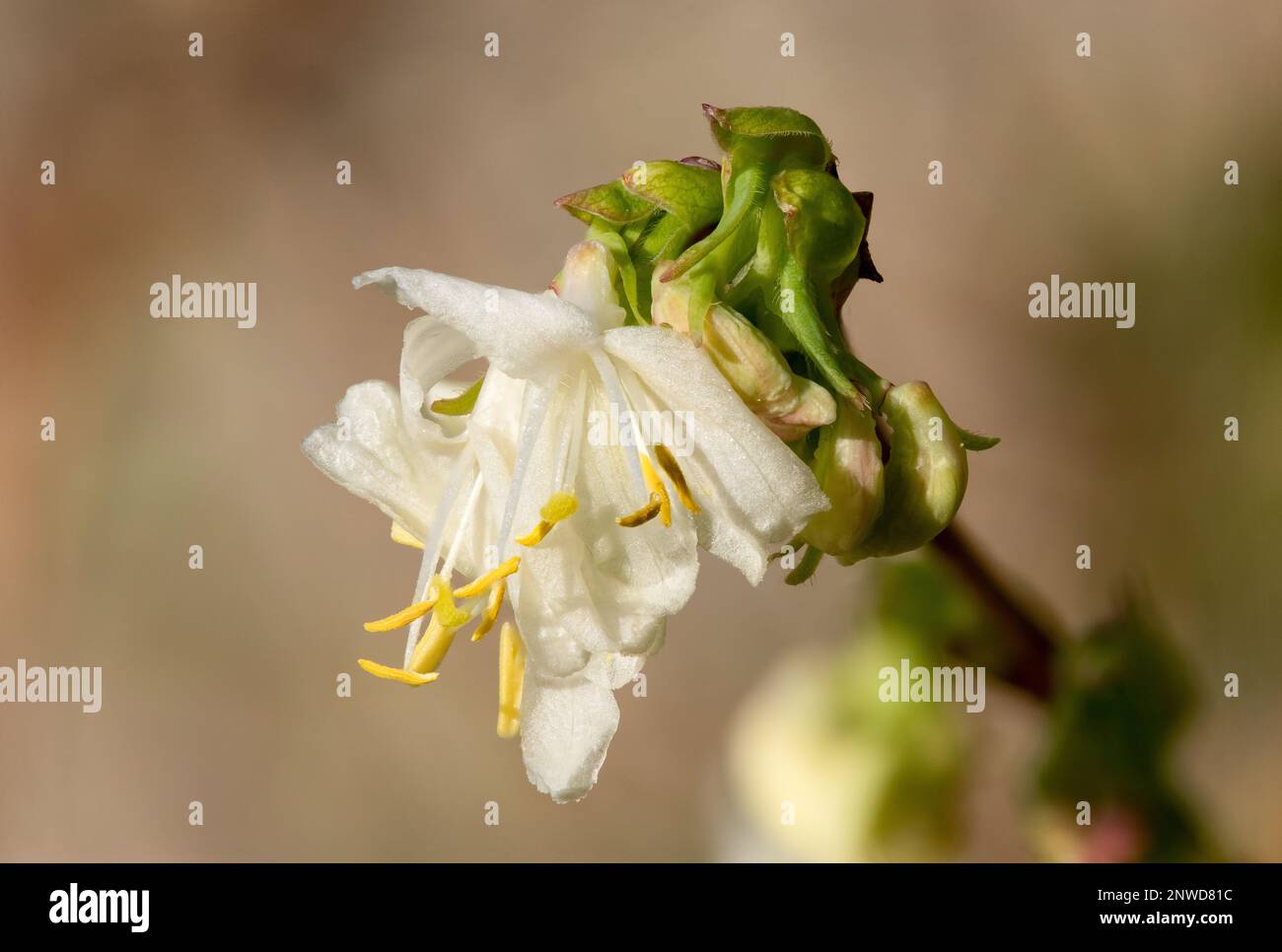 Close up of purpus honeysuckle (lonicera x purpusii) flowers in bloom ...