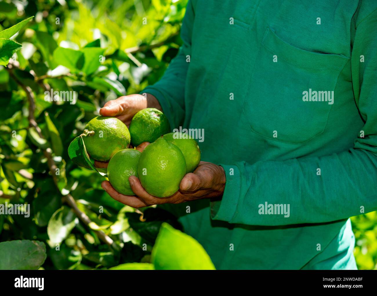 agroforestry system, man hands picking limes on a plantation Stock ...