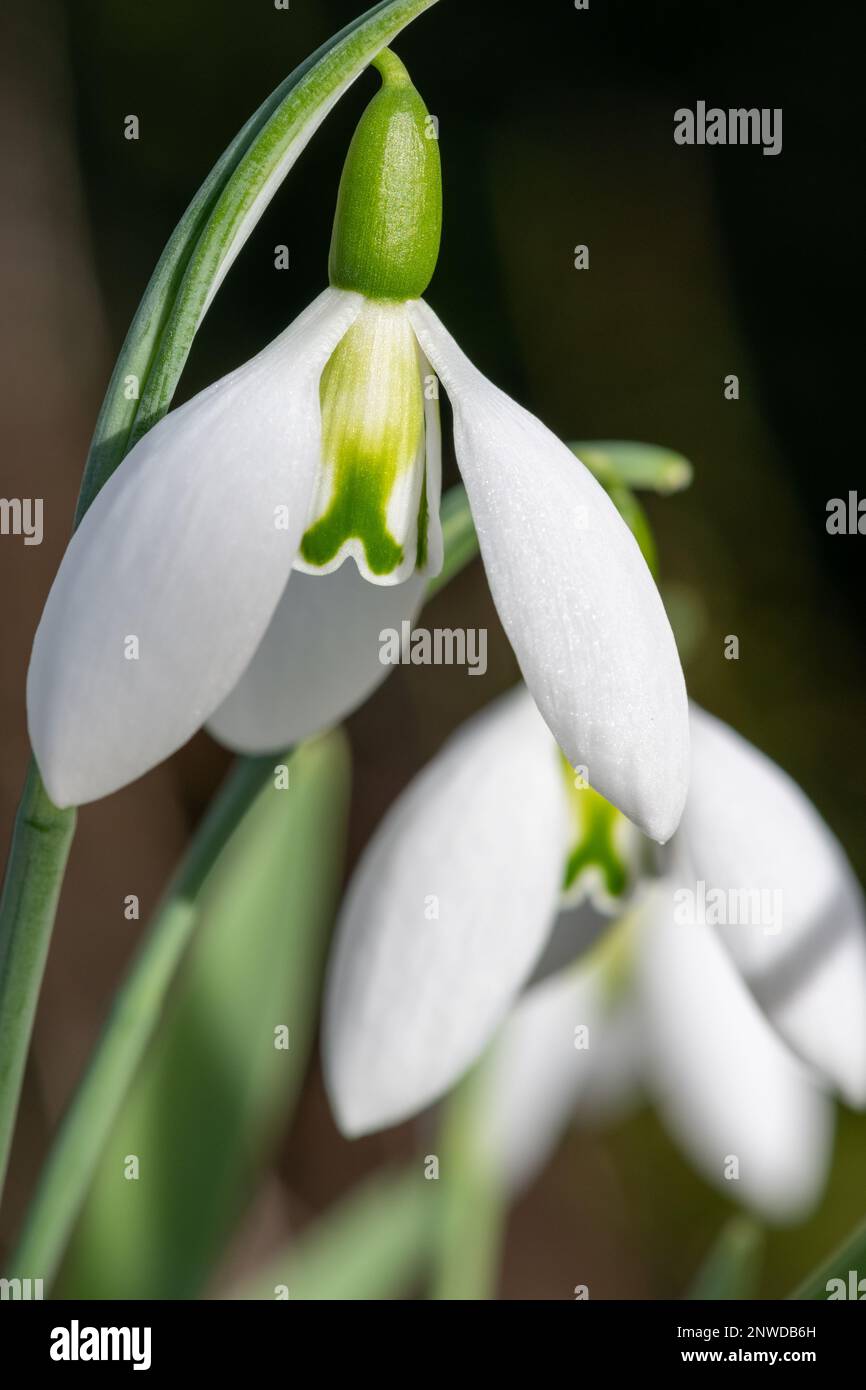 Close up of a fieldgate prelude greater snowdrop (galanthus elwesii ...