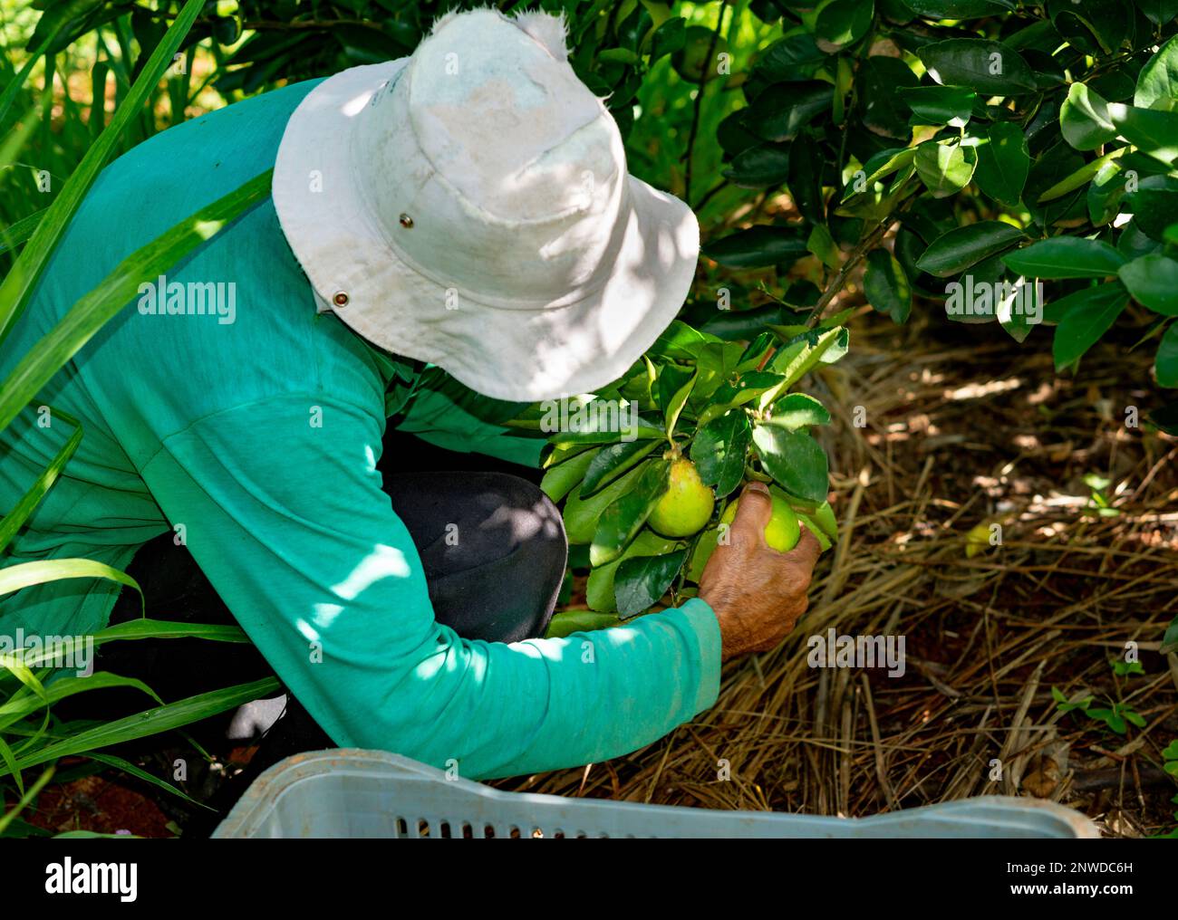 agroforestry system, men picking limes on a plantation Stock Photo - Alamy