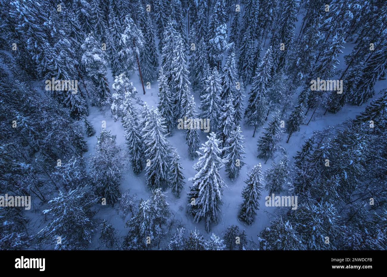 Spectacular aerial side view on snow covered dark pine tree forest ...