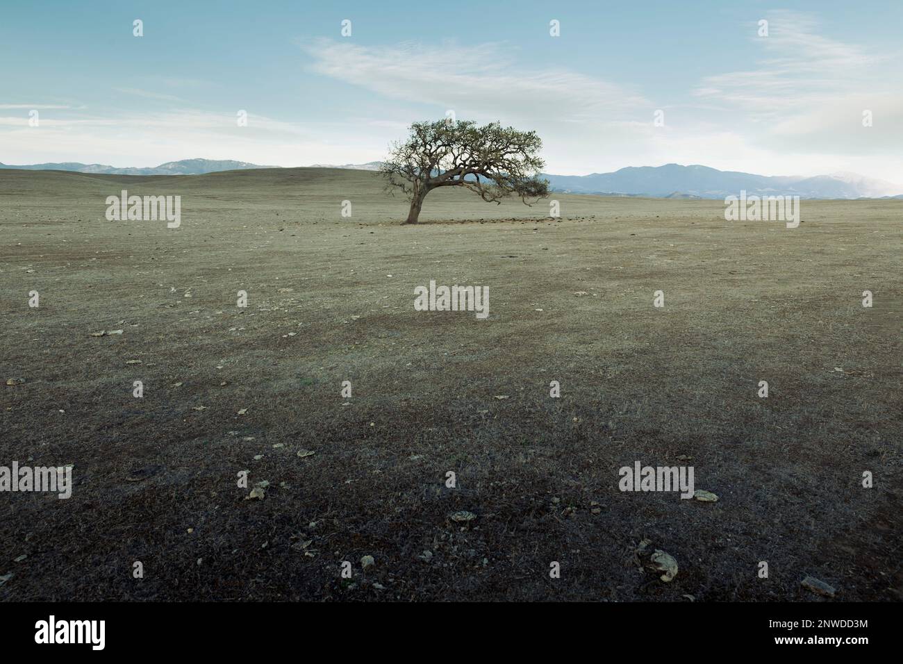 Rangeland North Dakota