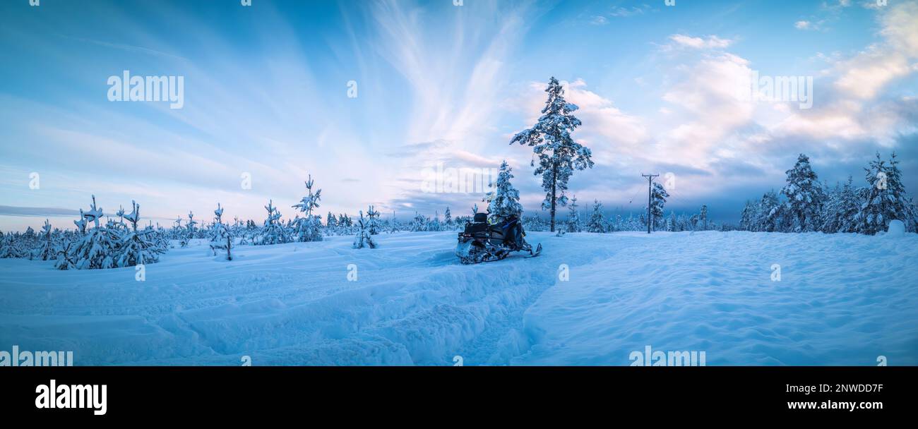 Scenic cold snowy young pine tree forest under winter skies, snowmobile ...