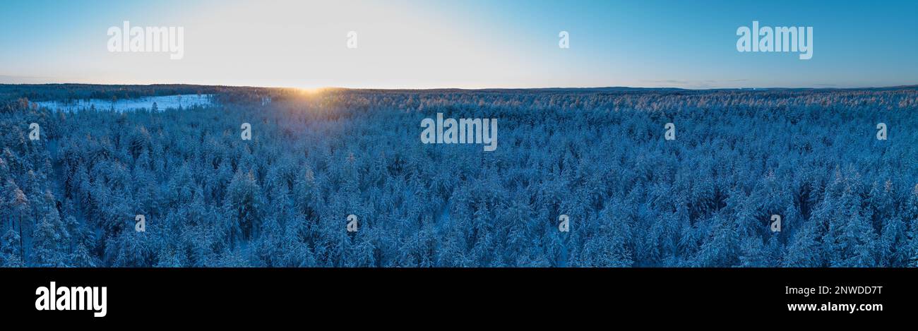 Scenic aerial sunset panorama of northern pine tree forest. Sun rays ...