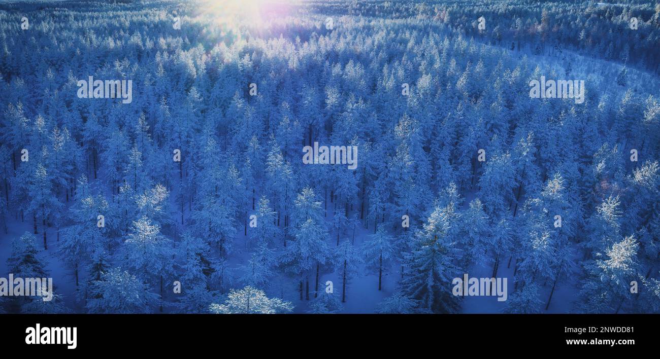 Scenic Aerial Low Height Winter Sun Shine Panorama Of Frozen Northern Pine Tree Forest Sun Rays