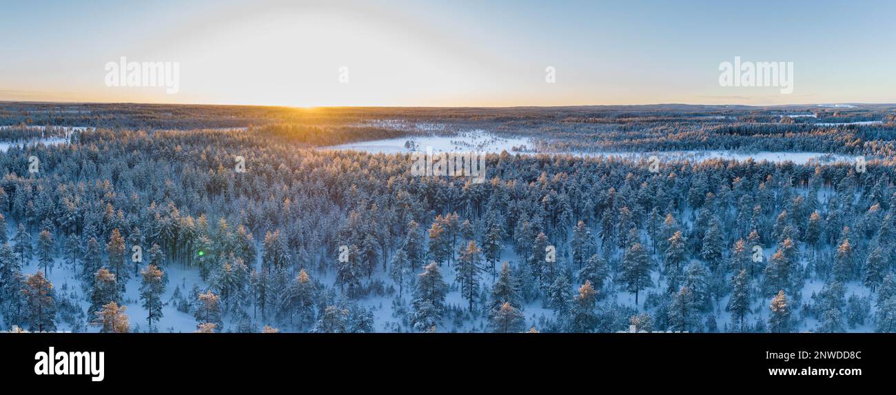 Scenic aerial sunset panorama of northern pine tree forest. Sun rays ...