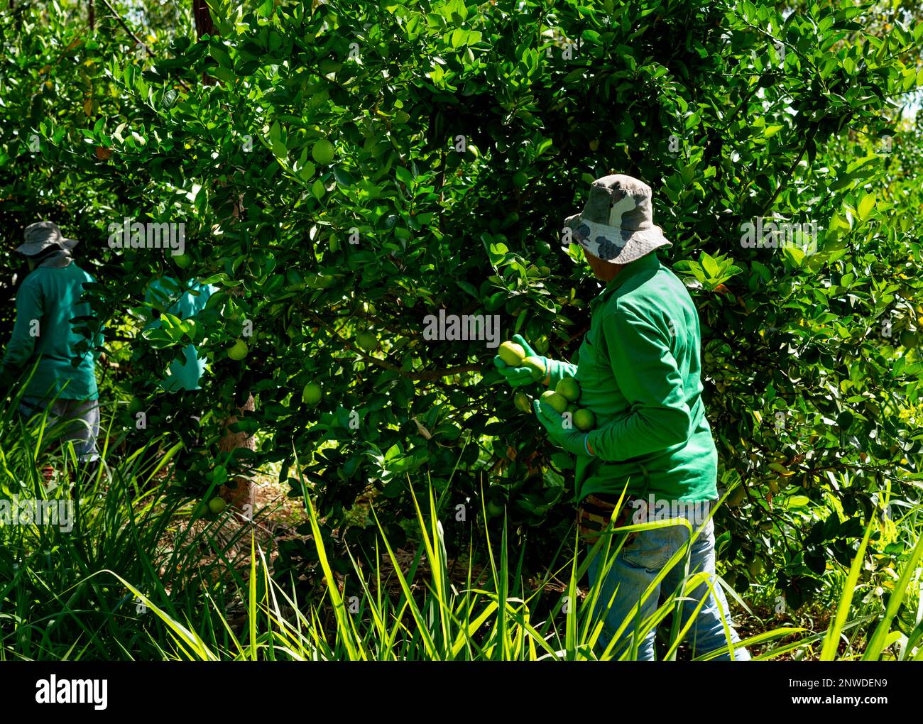 agroforestry system, men picking limes on a plantation Stock Photo - Alamy