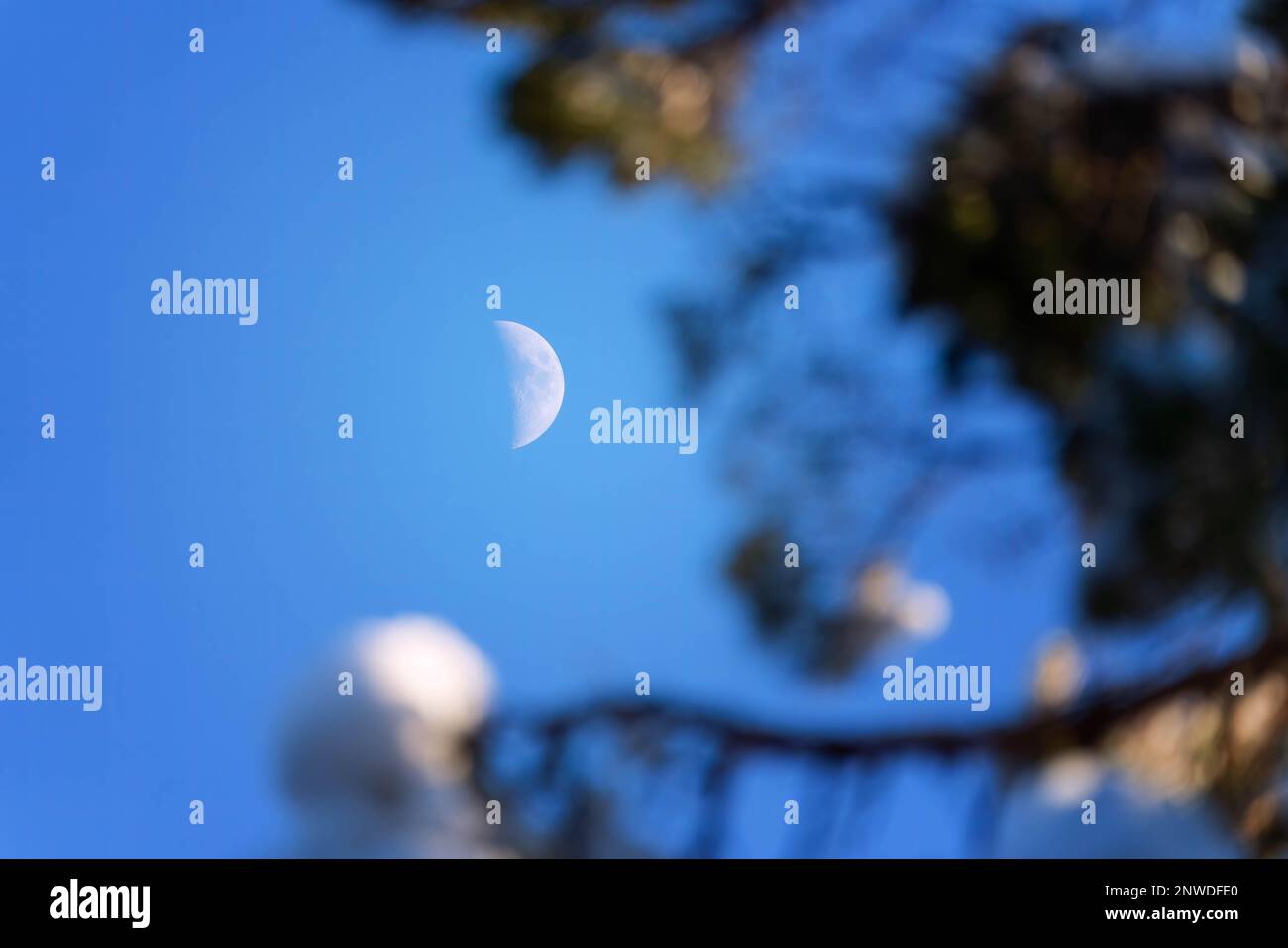 White waxing crescent Moon on noon sky with blurry pine tree brunches ...