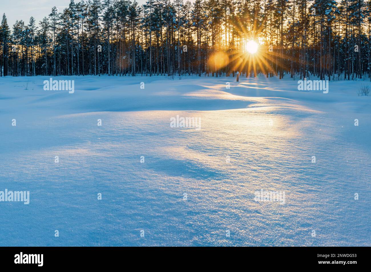 Sunset light shine through pine tree forest over large snowdrifts ...