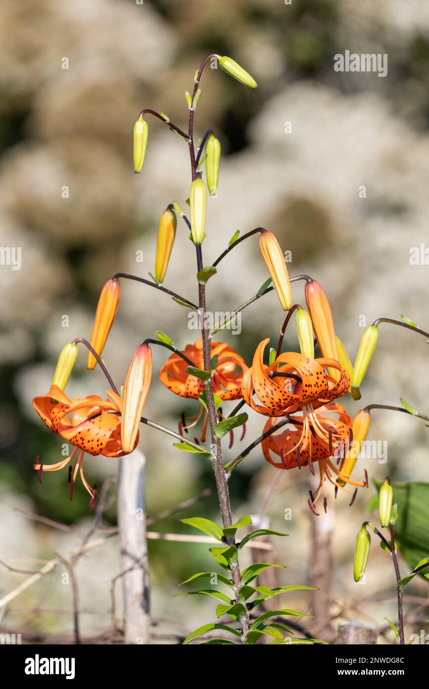 Close up of tiger lily (lilium henryi) flowers in bloom Stock Photo - Alamy