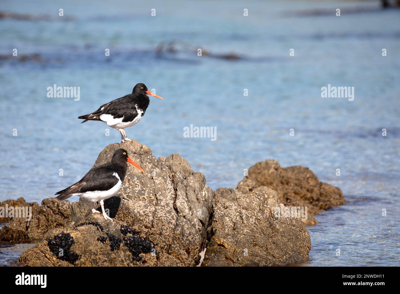 A pair of Magellanic Oystercatchers, Haematopus Leucopdus, sitting on a ...