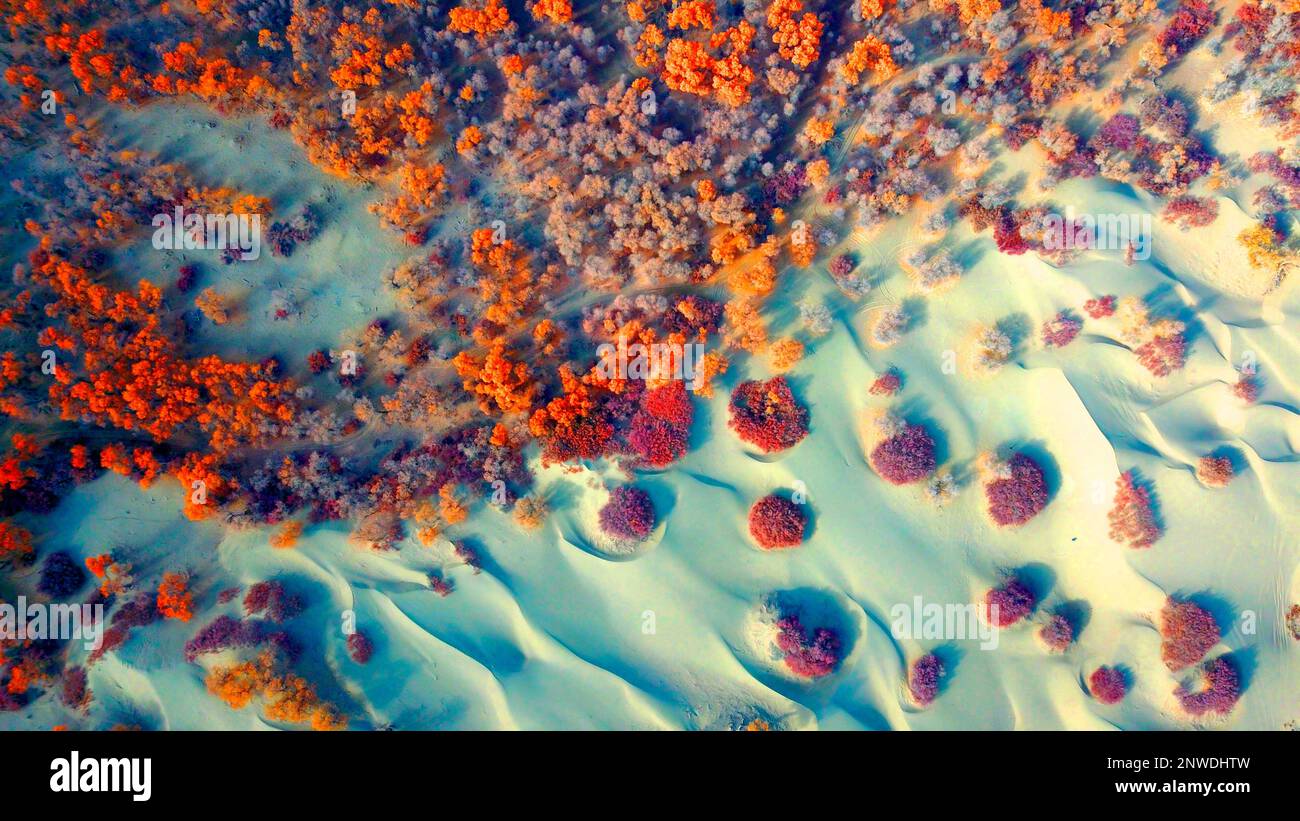 Bird view of Tarim euphrates poplar park in Bayingolin,Xinjiang, China ...