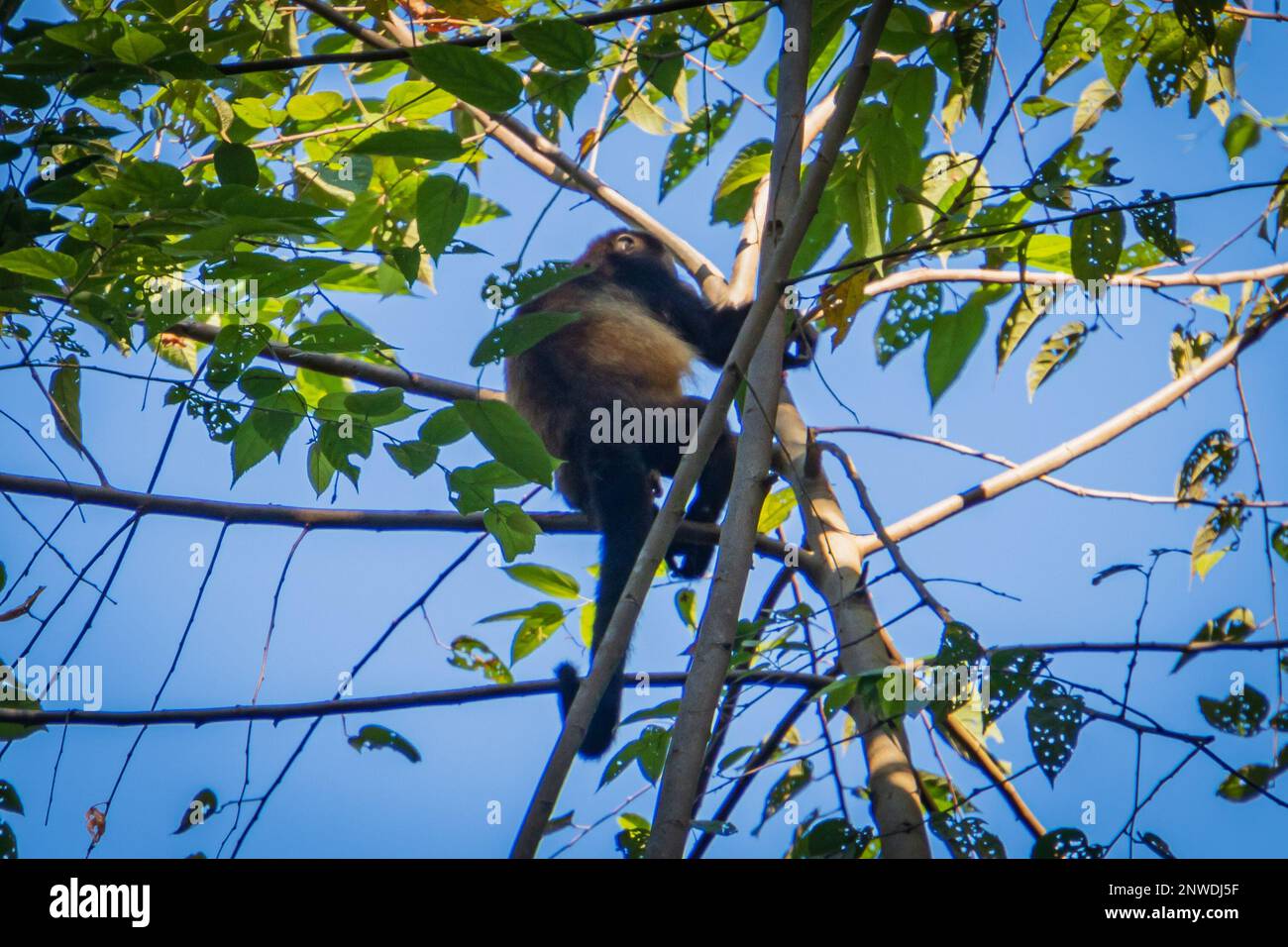 Spider monkey climbing up a tree in the rainforest in Costa Rica Stock ...