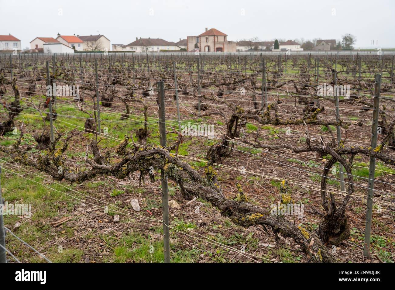 View of Champagne gran cru vineyards and houses of Bouzy village at ...