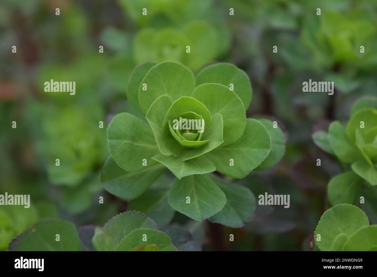 Feuilles gris clair hi-res stock photography and images - Alamy