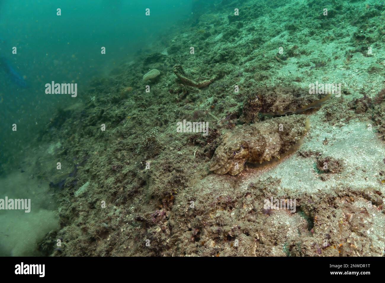 Beautiful two big cuttlefishes resting at bottom with camouflage ...