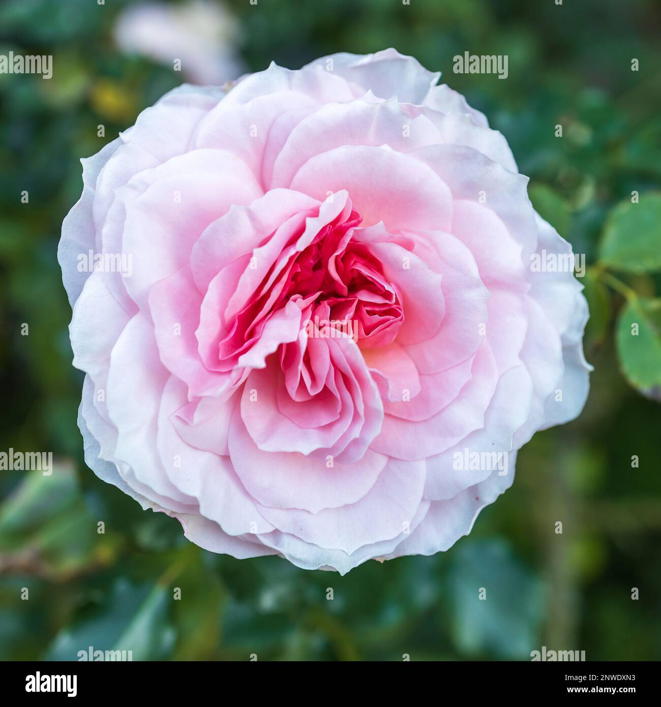 square frame. 'Eden' is an incredibly beautiful variety of roses ...