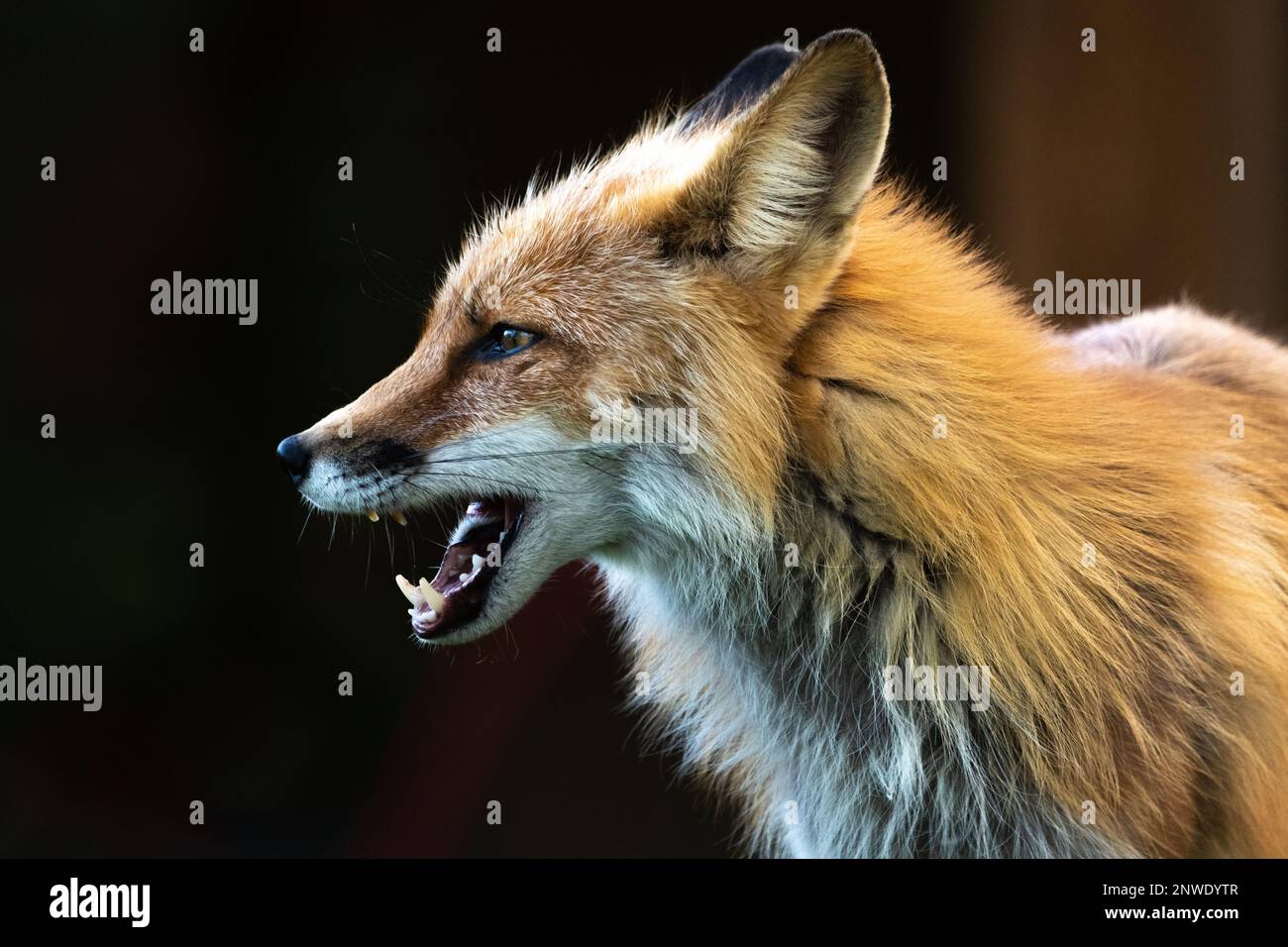 Side profile of a wild red fox seen in outdoor environment with dark ...
