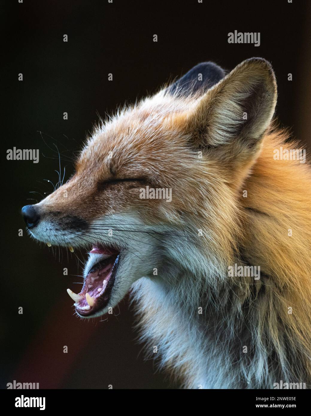 Side profile of a wild red fox seen in outdoor environment with dark ...