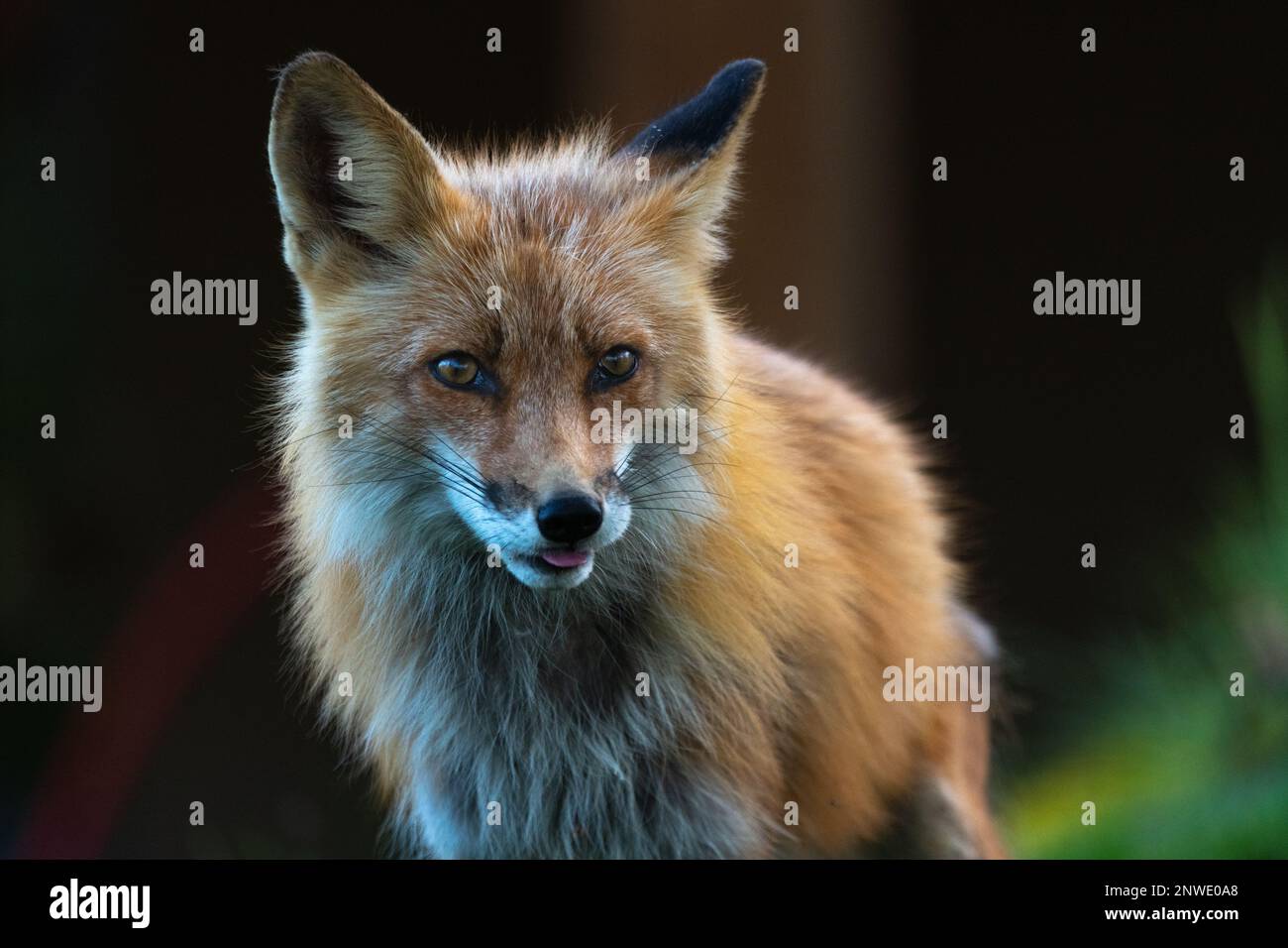 Wild red fox vulpes seen in wild, outdoor environment during summer ...