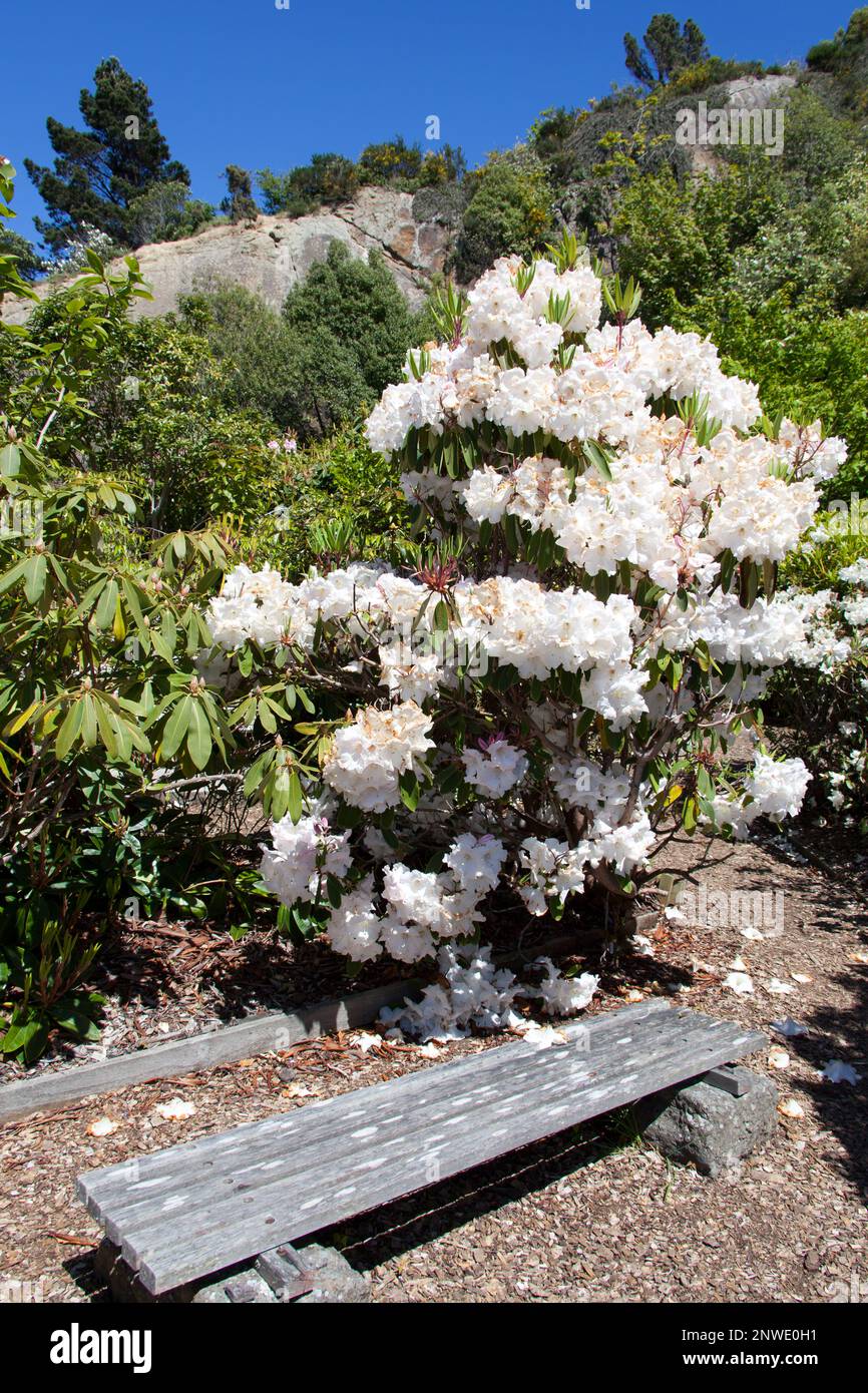 The wooden bench inside Lady Thorn Rhododendron Dell, the garden in ...