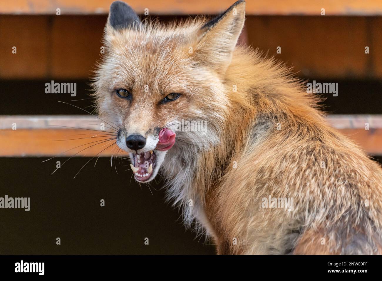Wild red fox vulpes seen in wild, outdoor environment during summer ...