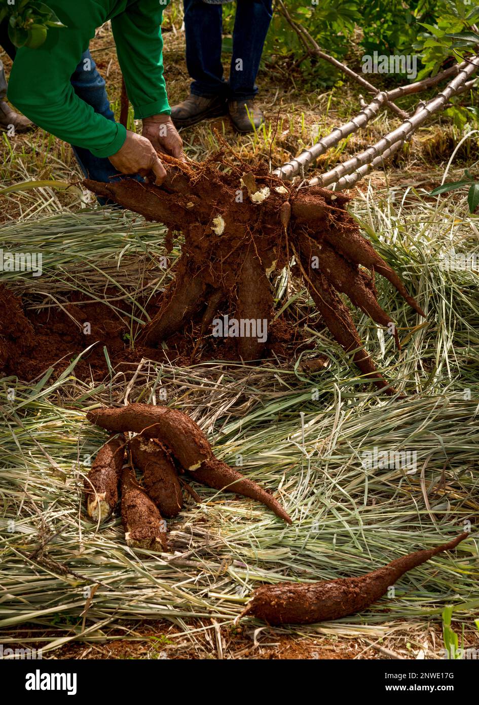 men harvesting manioc, removing the root from the ground, growing, agroforestry system Stock ...