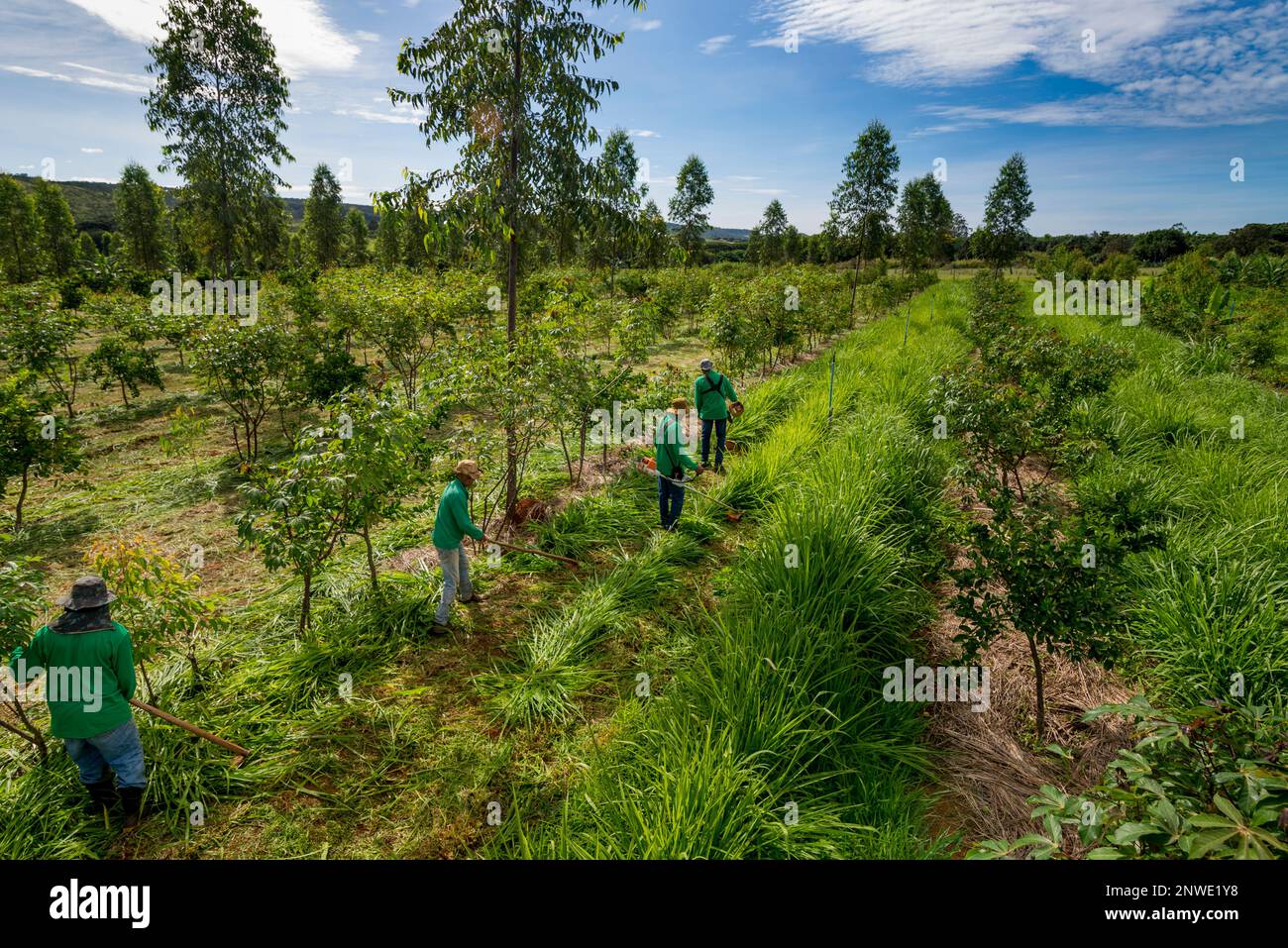 agroforestry system, men weeding weeds on a plantation Stock Photo - Alamy
