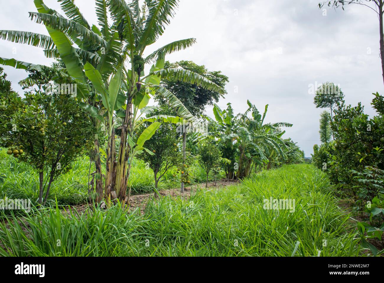 agroforestry system with eucalyptus, lime, mandarin, cassava, mango and ...
