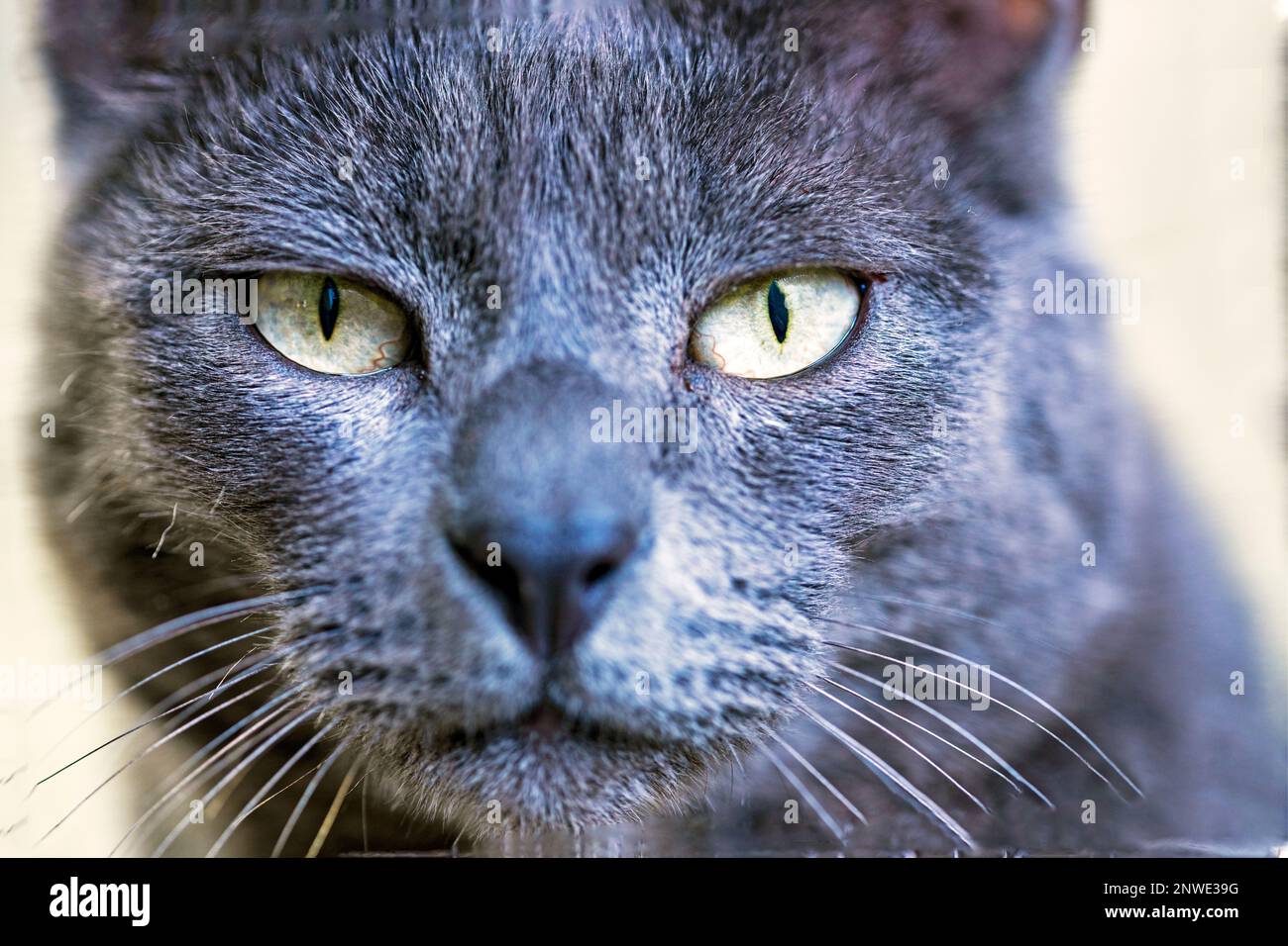 eyes of a gray cat of the Burmese breed close-up, horizontal Stock ...