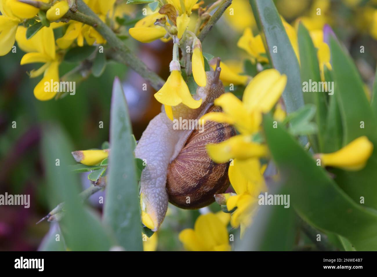 Escargot sauvage hi-res stock photography and images - Alamy