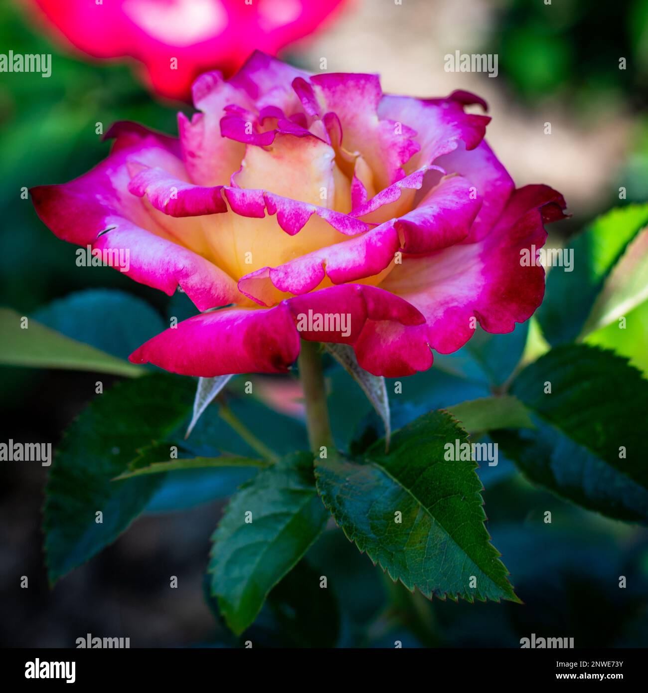 Rose with glossy green leaves hi-res stock photography and images - Alamy