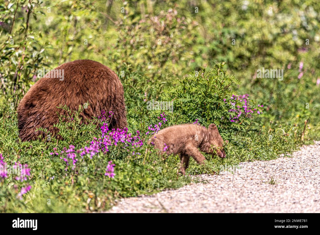 Bear family seen in summer time with cubs and female, mom, momma. Taken ...
