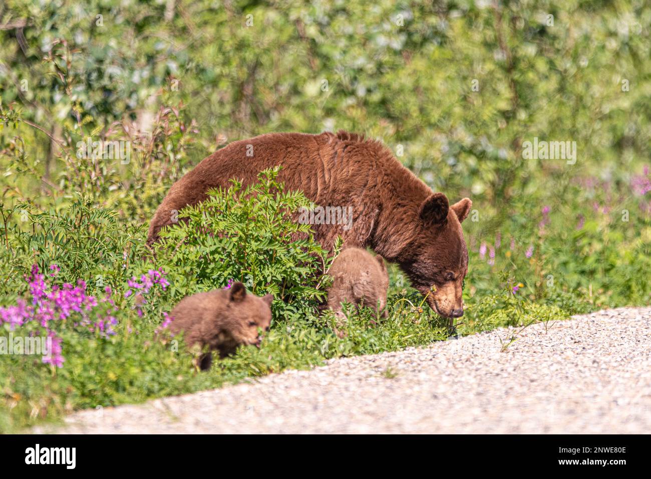 Mom and baby bear hi-res stock photography and images - Alamy