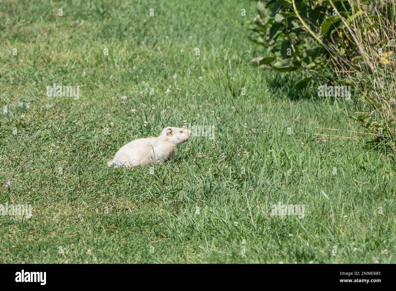 Unusual leucistic groundhog (Marmota monax) eating grass in summer ...