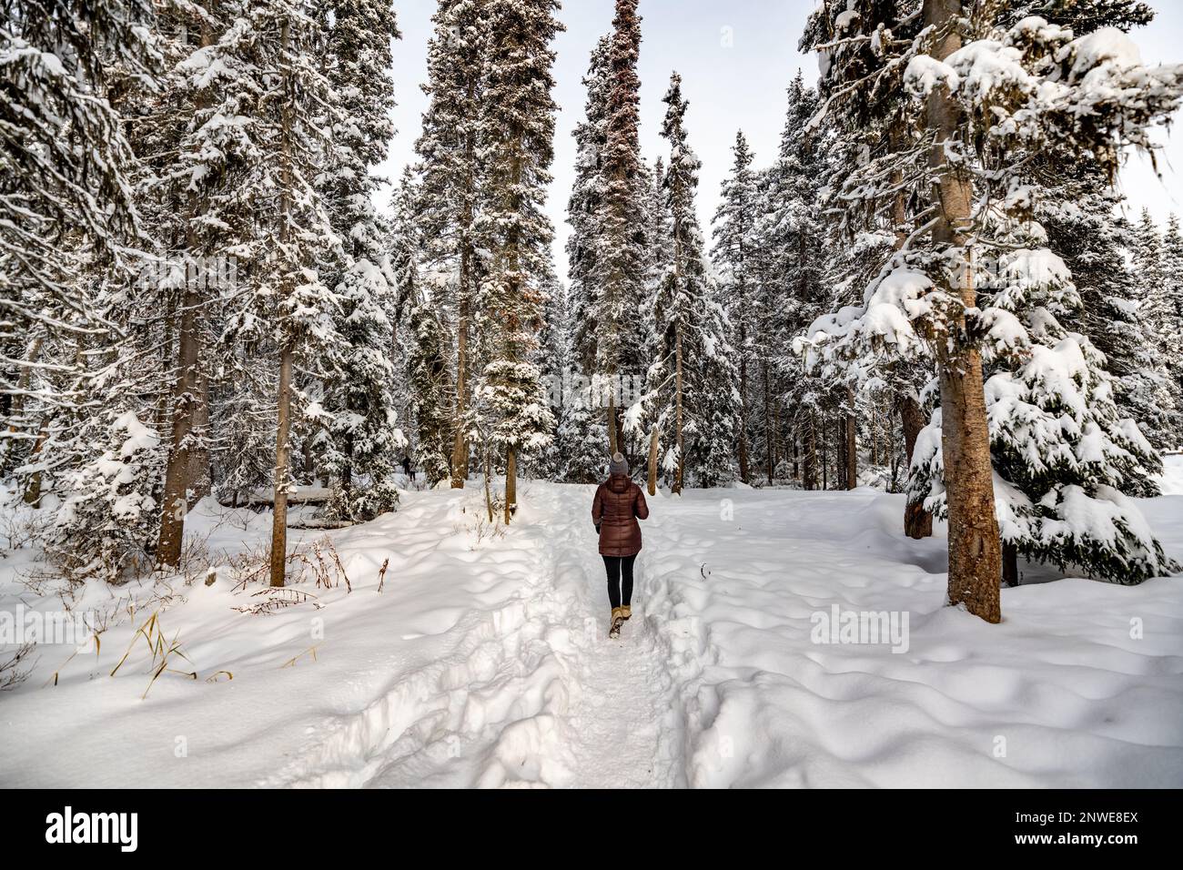 Tourist, woman walking through winter covered snow landscape in Banff ...