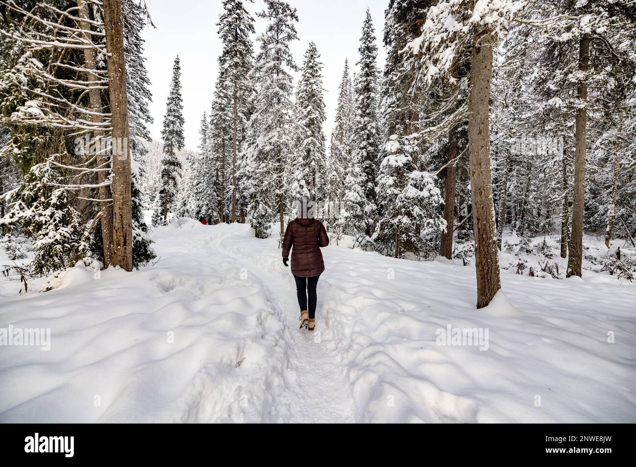Tourist, woman walking through winter covered snow landscape in Banff ...