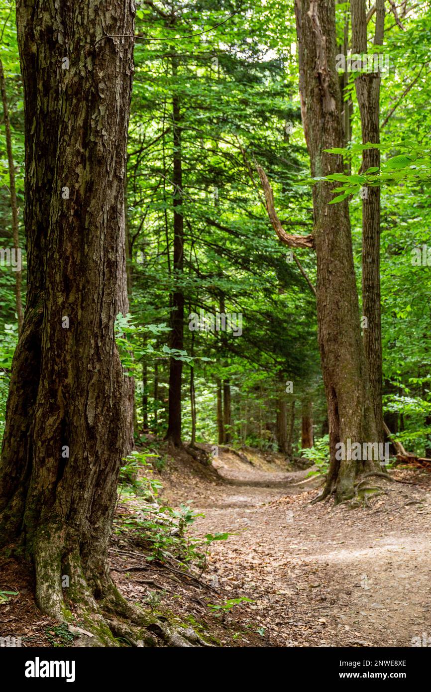 Footpath through dense forest hi-res stock photography and images - Alamy