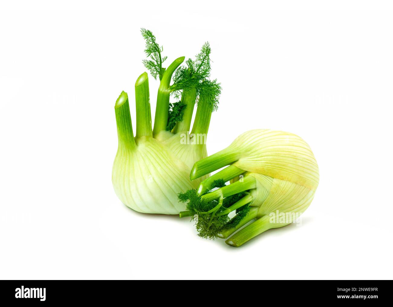 Fresh fennel bulb isolated on white background Stock Photo - Alamy