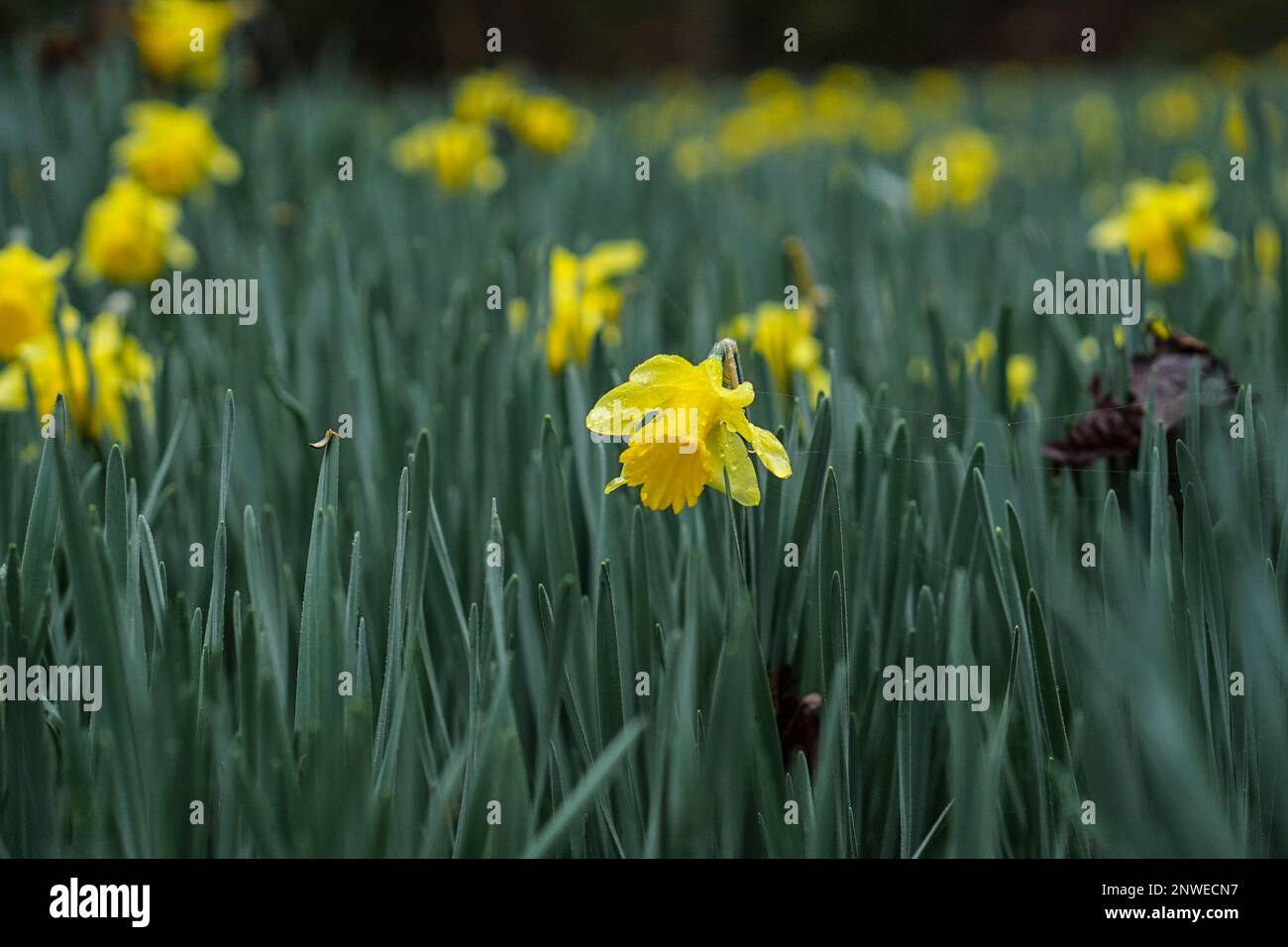 Field of daffodils Stock Photo - Alamy
