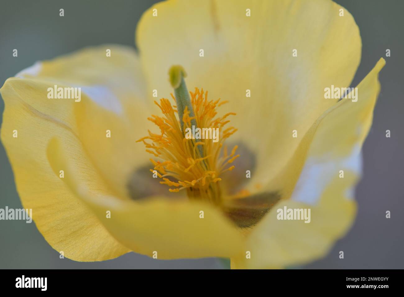 Taches de pollen hi-res stock photography and images - Alamy
