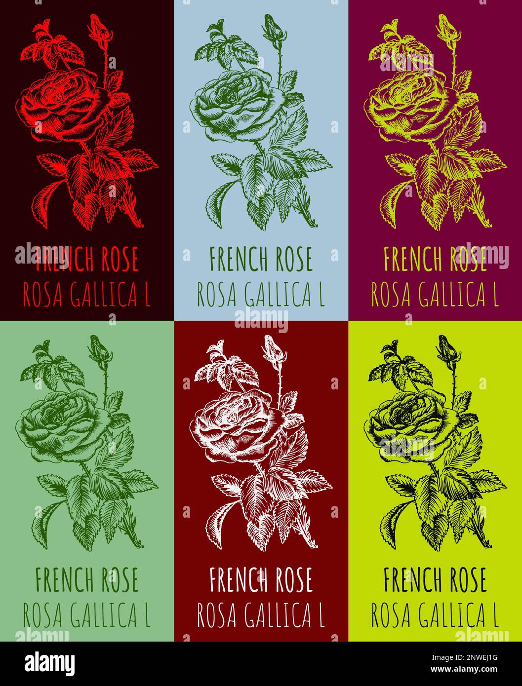 Rosa gallica l hi-res stock photography and images - Alamy