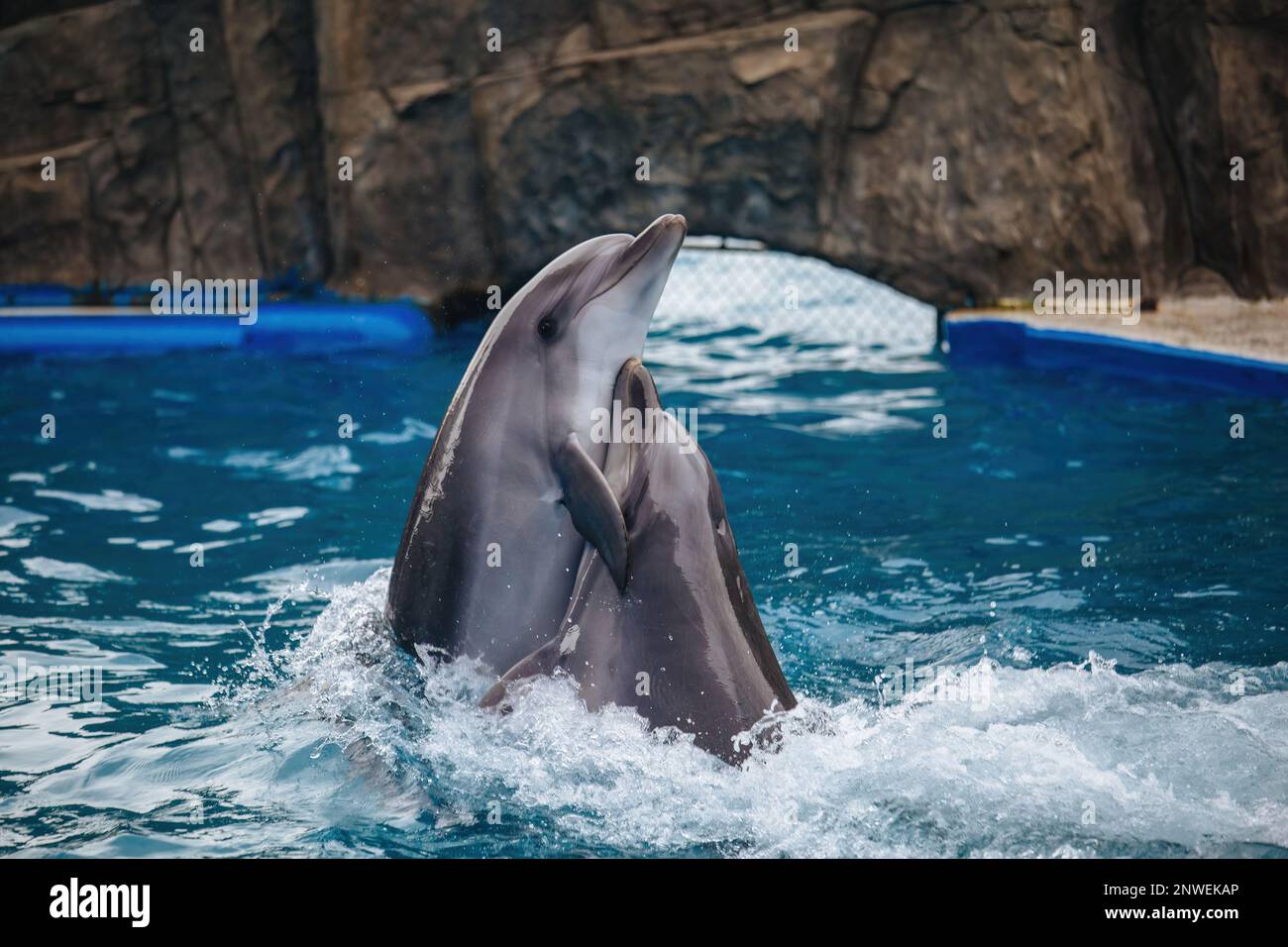 Couple of dolphins dancing in blue water Stock Photo - Alamy